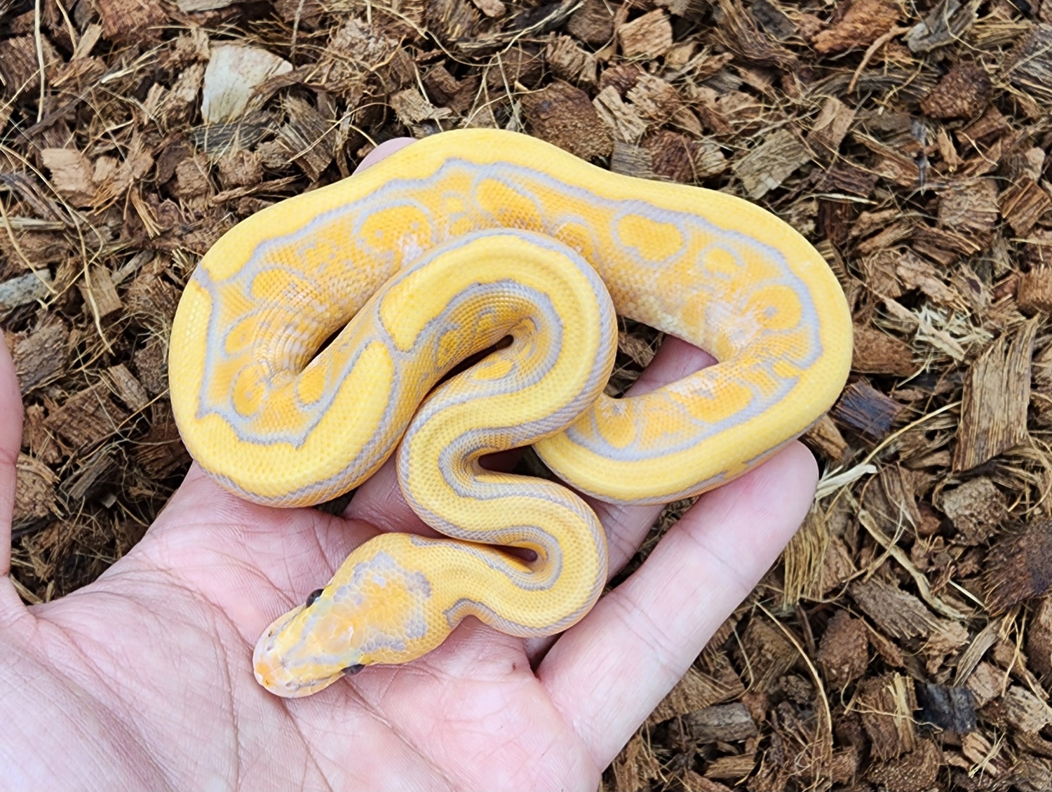 Super Redstripe Banana Cypress Ball Python by Bobs Balls - MorphMarket
