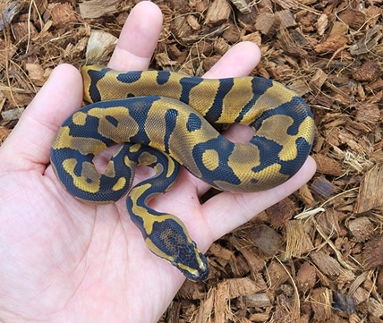 Ghi Confusion Ball Python by Bobs Balls - MorphMarket