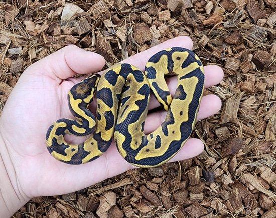 Leopard Yb Mckenzie Ball Python by Bobs Balls