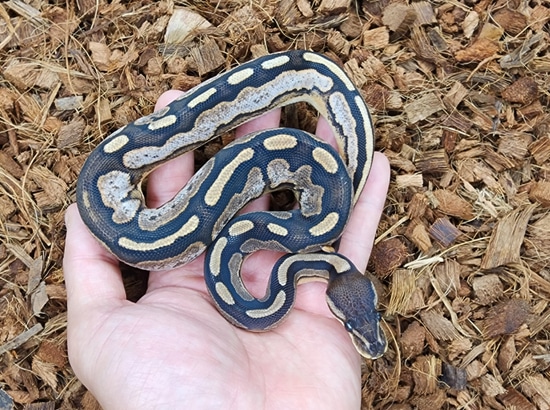 Cinny Redstripe Calico Ball Python by Bobs Balls