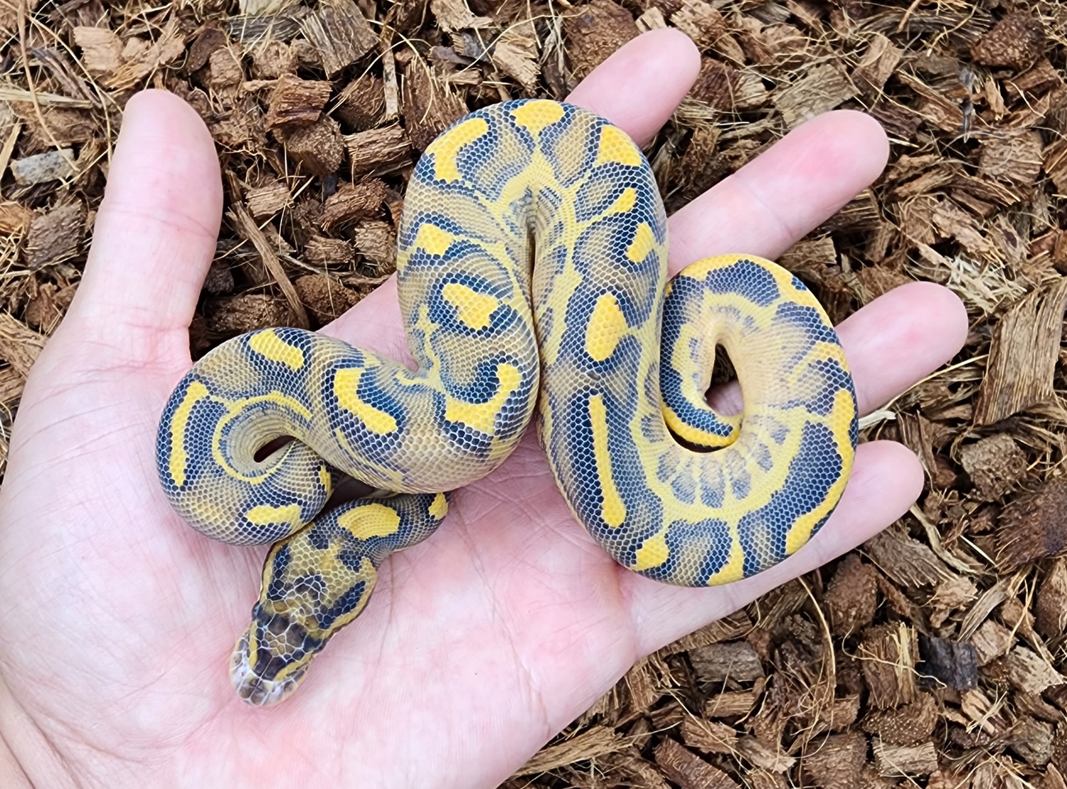 Leopard Highway Ball Python by Bobs Balls - MorphMarket