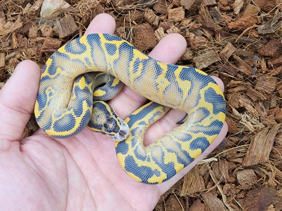 Leopard Highway Ball Python by Bobs Balls