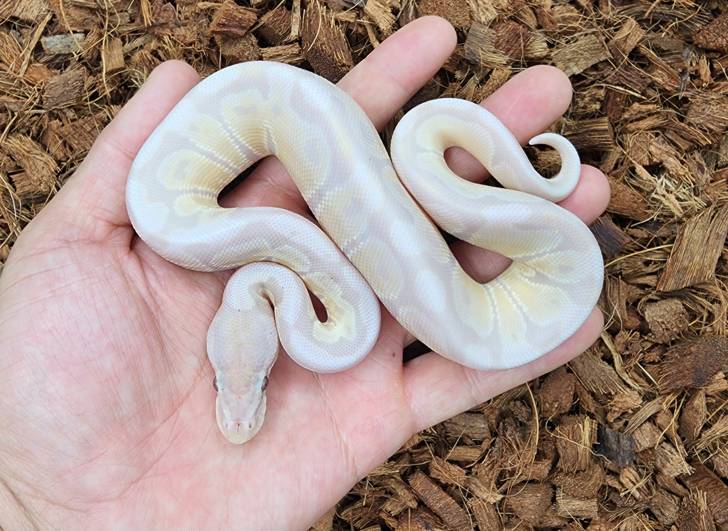 Lavender Albino Vpi Axanthic Ball Python by Bobs Balls - MorphMarket