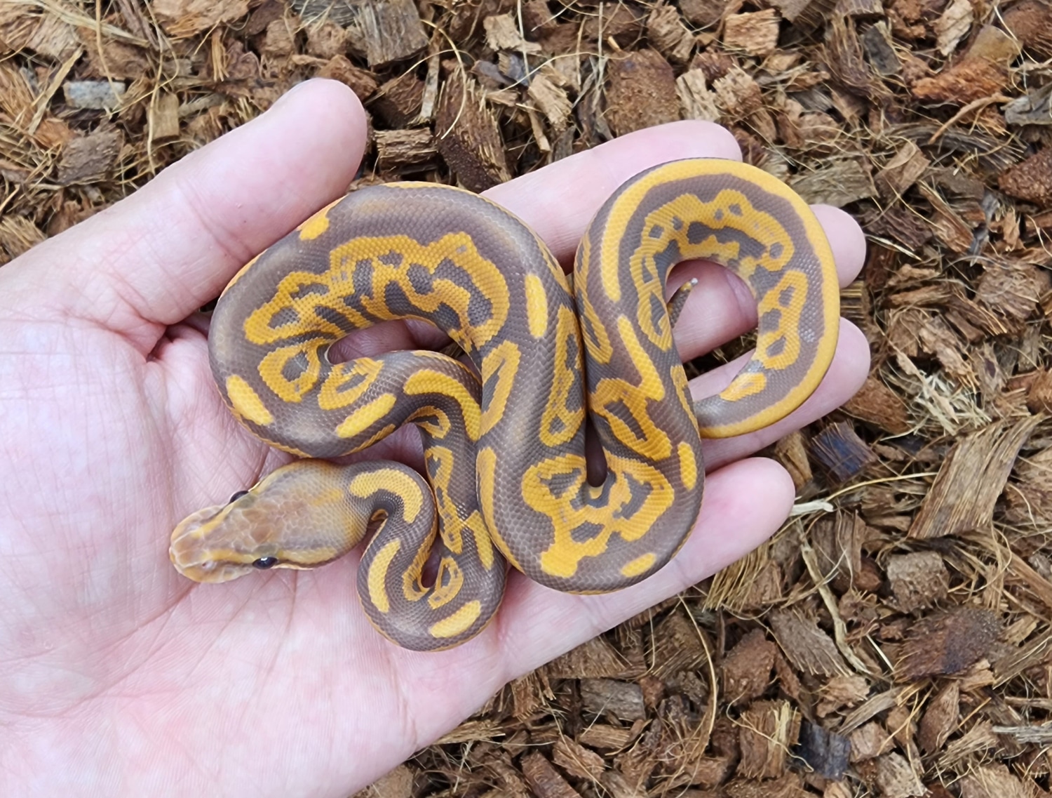 Leopard Black Pastel Ultramel Ball Python by Bobs Balls - MorphMarket