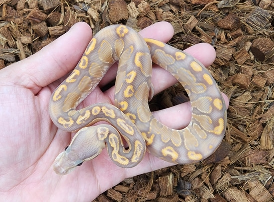 Ghi Black Pastel Ultramel Ball Python by Bobs Balls