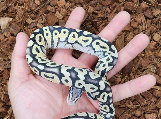 Pastel Dg Lace Het Clown Ball Python by Bobs Balls