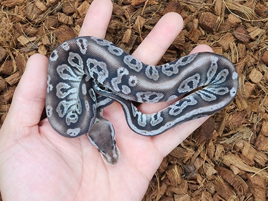 Black Pewter Vpi Axanthic Het Dg Ball Python by Bobs Balls