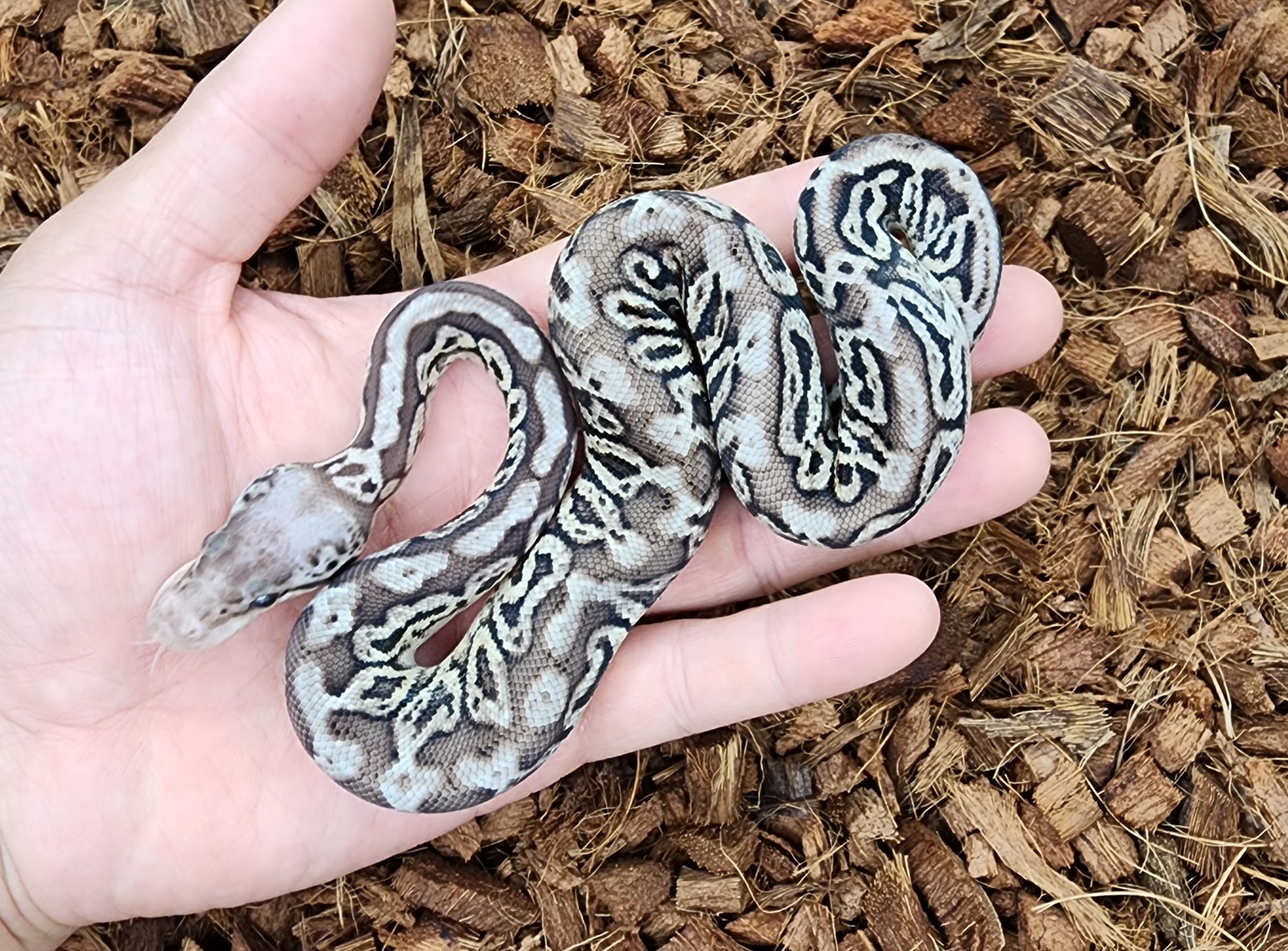 Black Pewter Spotnose Dh Dg Clown Ball Python by Bobs Balls - MorphMarket