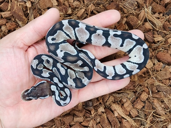 Pastel Vpi Axanthic Het Dg Ball Python by Bobs Balls