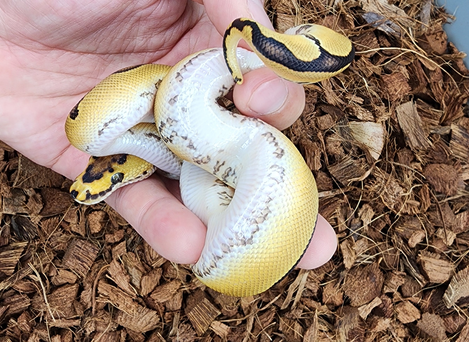 Enchi Lace Clown Ball Python by Bobs Balls - MorphMarket