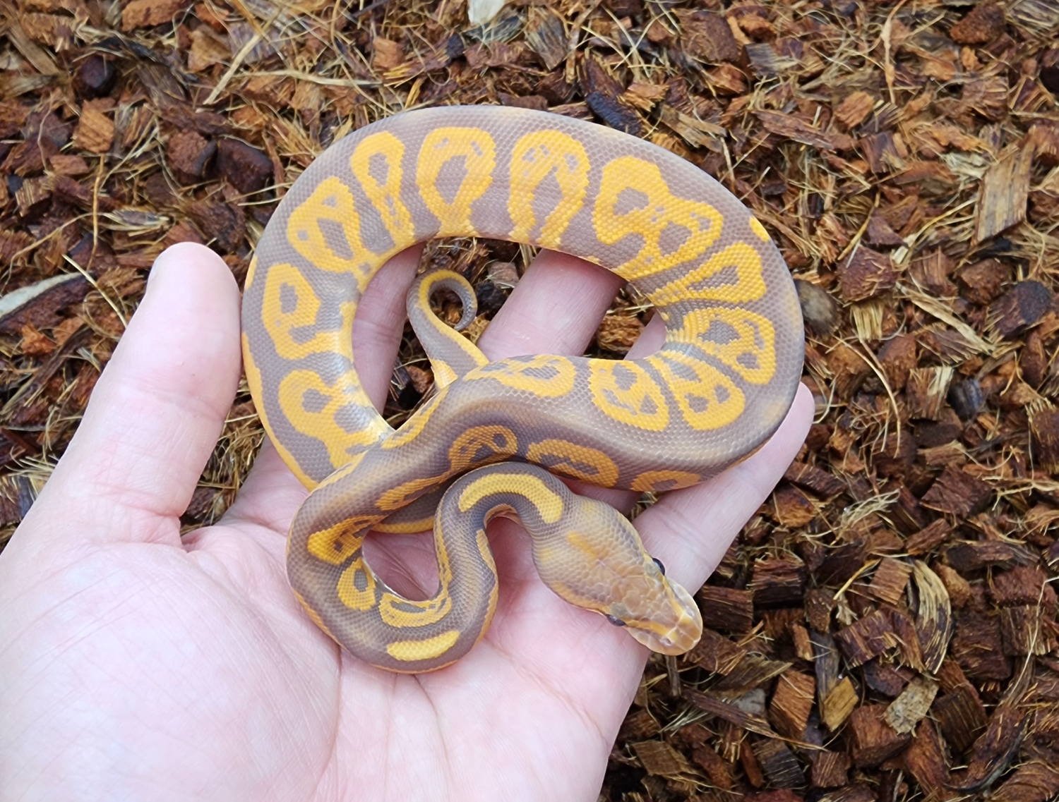 Black Pastel Leopard Ultramel Ball Python by Bobs Balls - MorphMarket