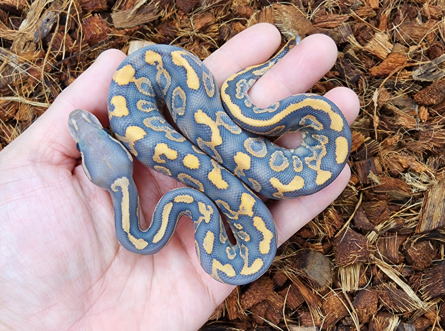 Black Pastel Yb Hypo Ball Python by Bobs Balls - MorphMarket