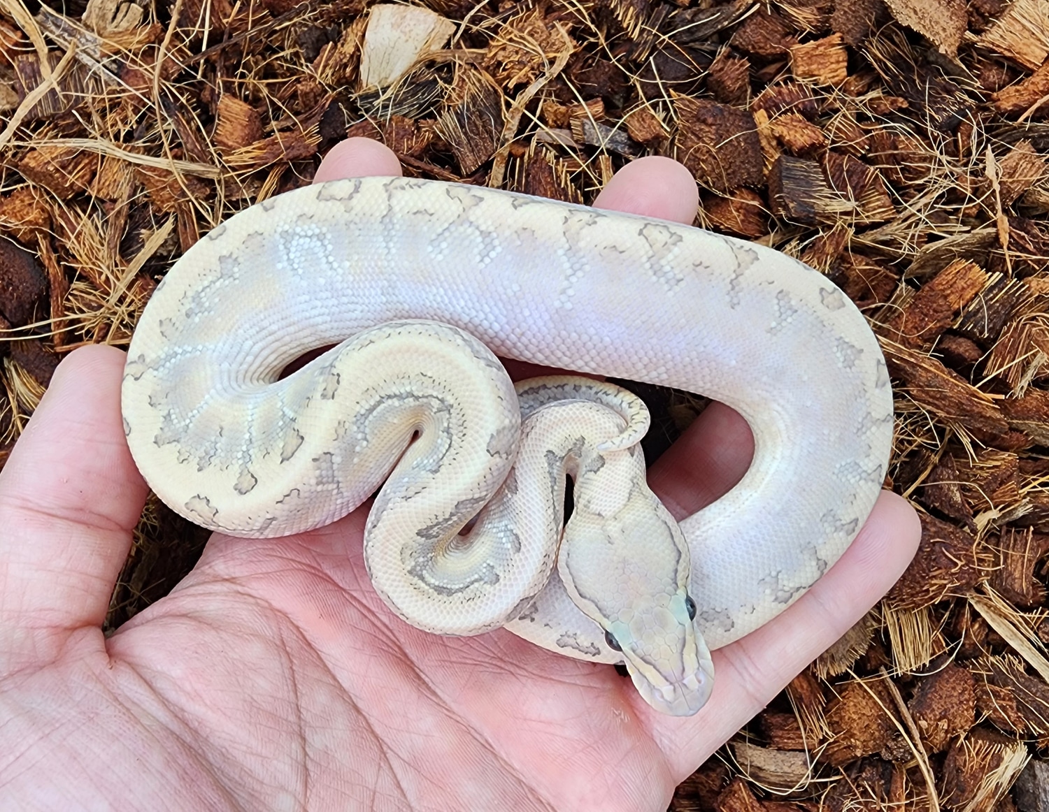 Hypo Bamboo Pinstripe Ball Python by Bobs Balls - MorphMarket