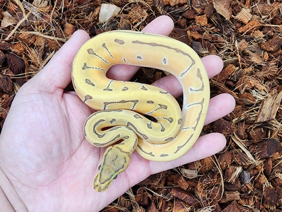 Hypo Od Enchi Pin Ball Python by Bobs Balls