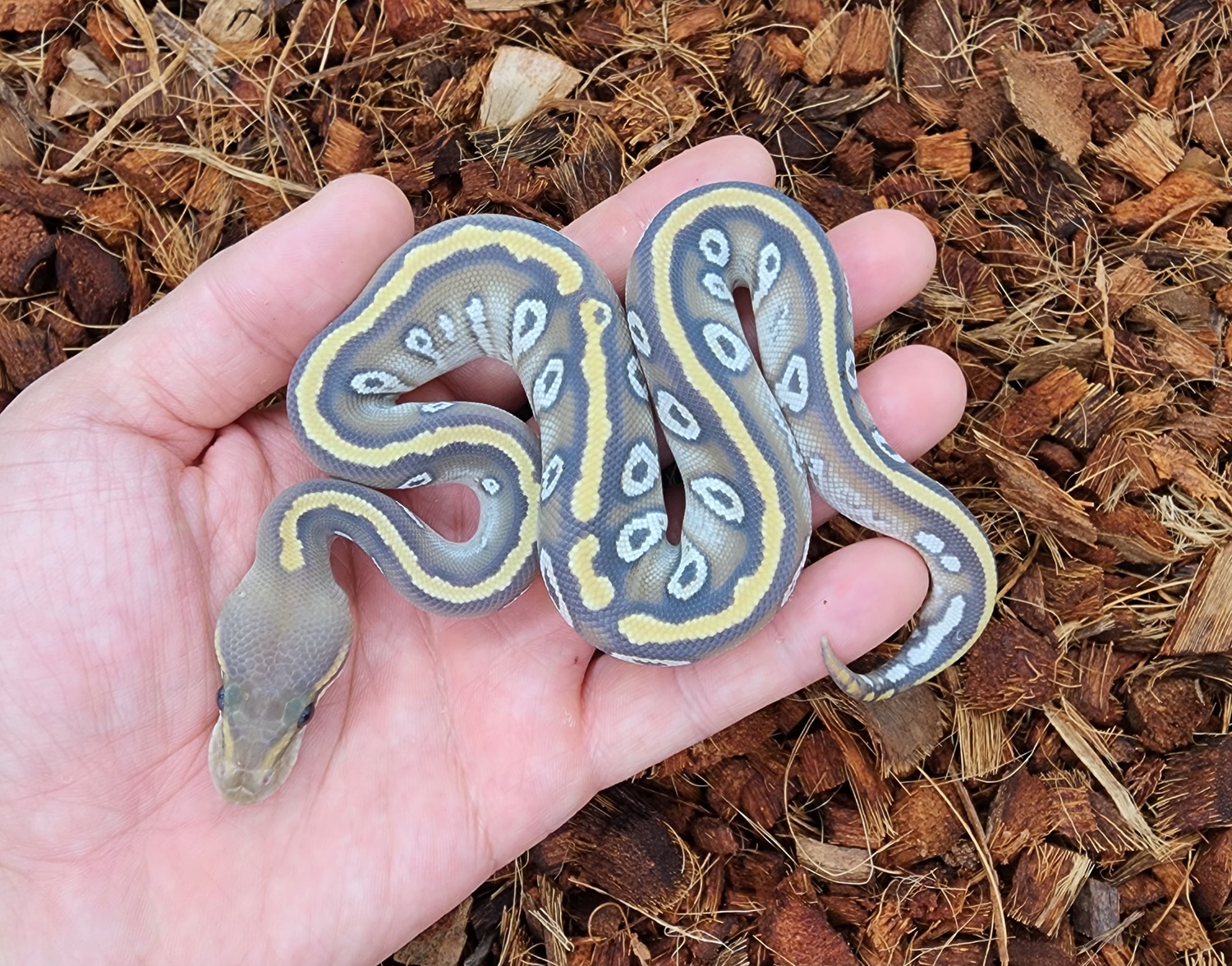 Hypo Mojave Cypress Ball Python by Bobs Balls - MorphMarket