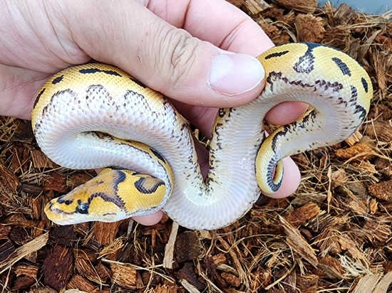 Lace Clown Ball Python by Bobs Balls