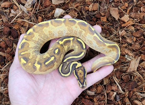 Enchi Freeway Ball Python by Bobs Balls