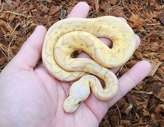 Firefly Banana Clown Ball Python by Bobs Balls