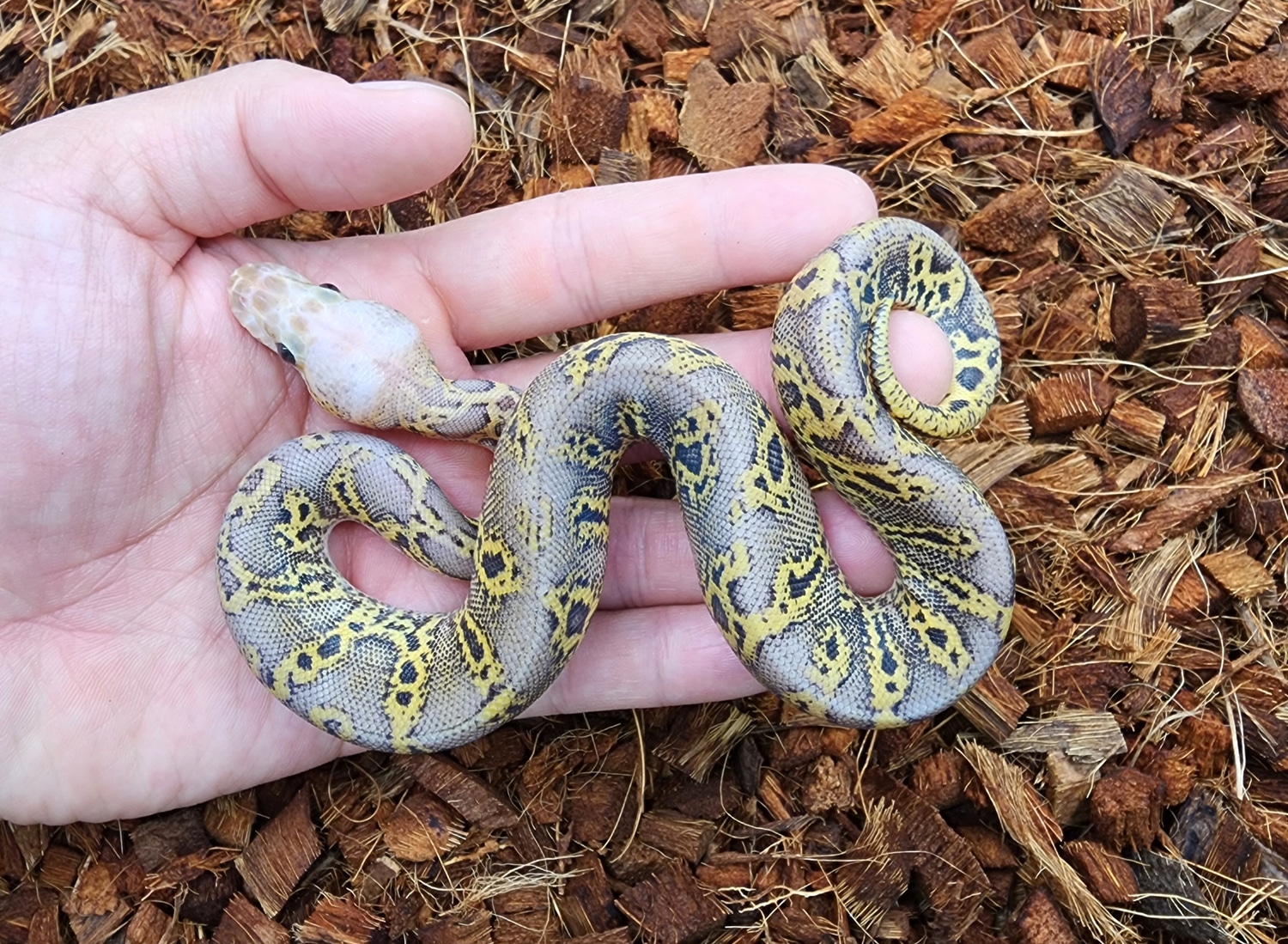 Super Pastel Spotnose Confusion Yb Clown Ball Python by Bobs Balls ...