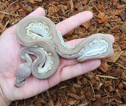 Black Pastel Redstripe Dg Clown Ball Python by Bobs Balls - MorphMarket