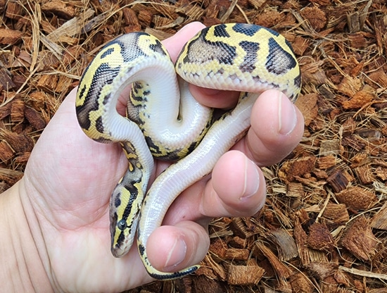 Pastel Leopard Lace Triple Het Hypo Clown Pied Ball Python by Bobs Balls