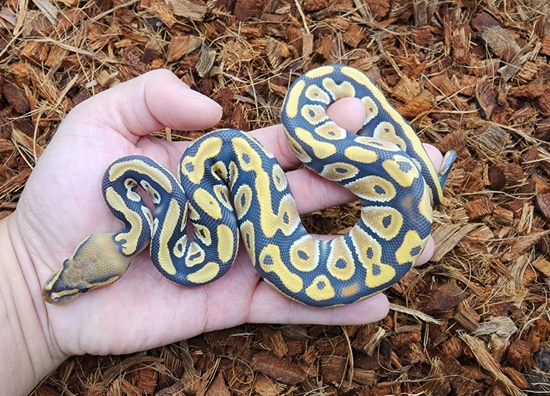 Od Hypo Cypress Ball Python by Bobs Balls