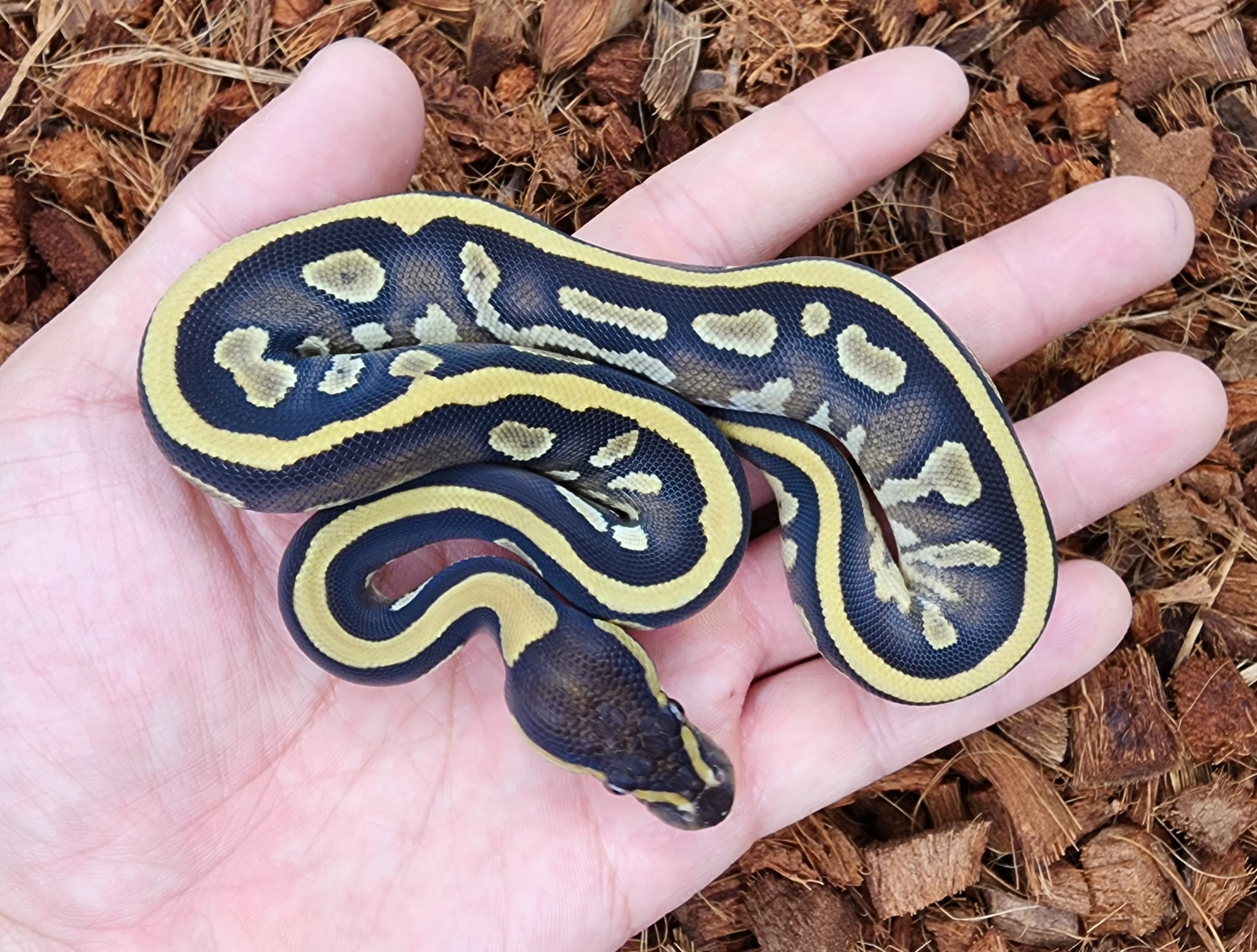 Od Mojave Yb Dh Dg Pied Ball Python by Bobs Balls - MorphMarket