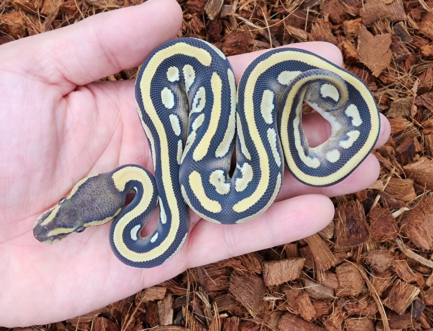 Od Mojave Yb Dg Het Pied Ball Python by Bobs Balls - MorphMarket