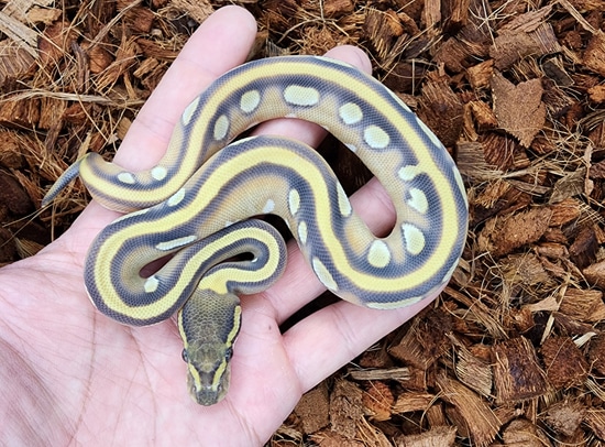 Od Mojave Enchi Yb Dg Het Pied Ball Python by Bobs Balls