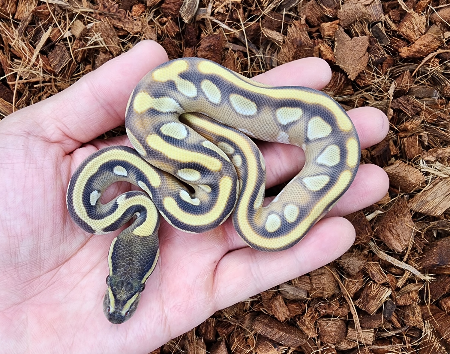 Od Mojave Enchi Yb Dg Het Pied Ball Python by Bobs Balls - MorphMarket