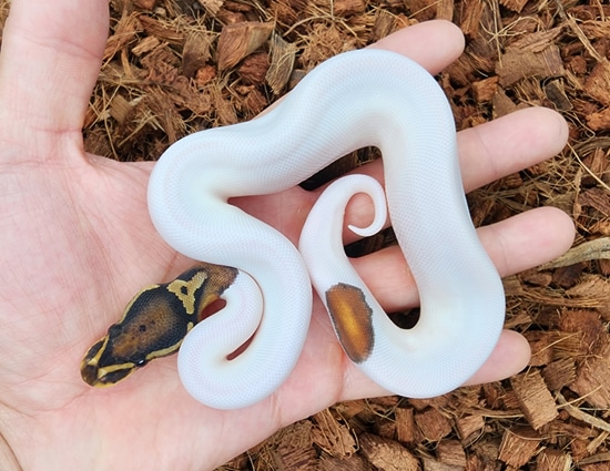 Black Pastel Pied Het Hypo Ball Python by Bobs Balls