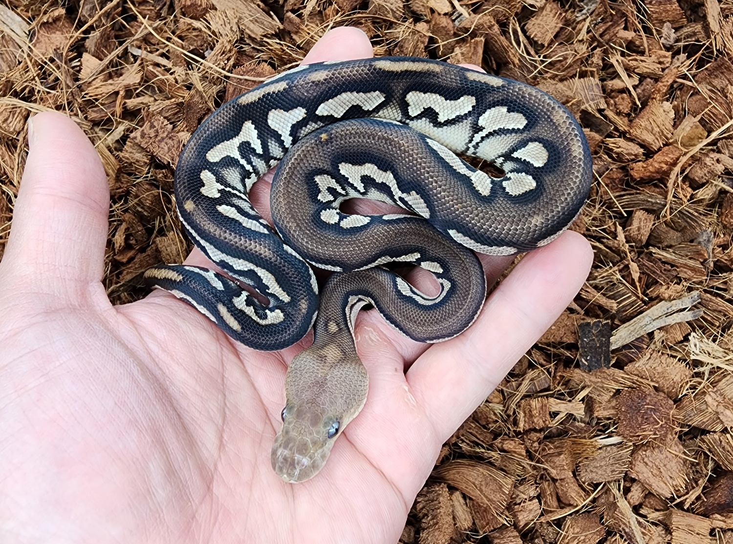 Cinnamon Chocolate Spotnose Clown Ball Python by Bobs Balls - MorphMarket