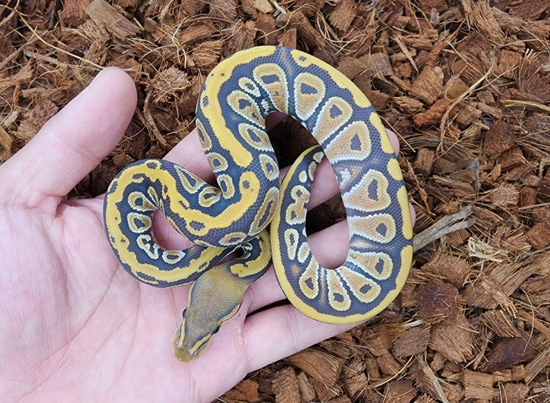 Hypo Cypress Ball Python by Bobs Balls