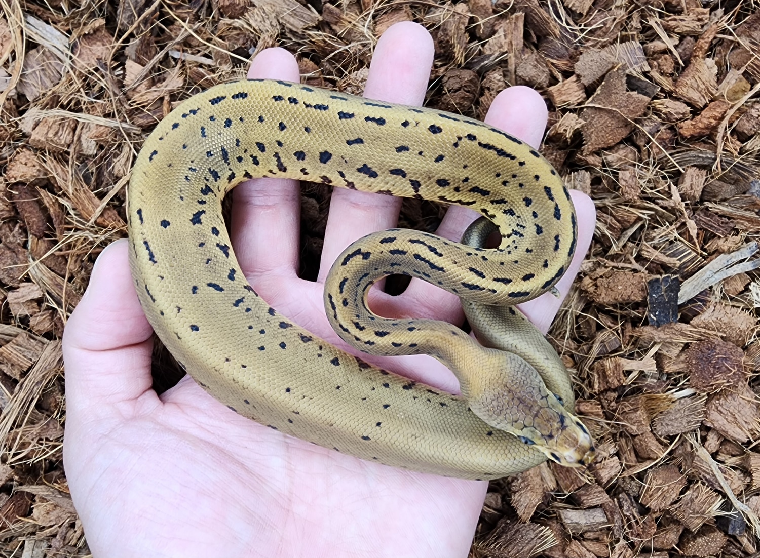 Leopard Spotnose Confusion Pin Het Dg Ball Python by Bobs Balls ...