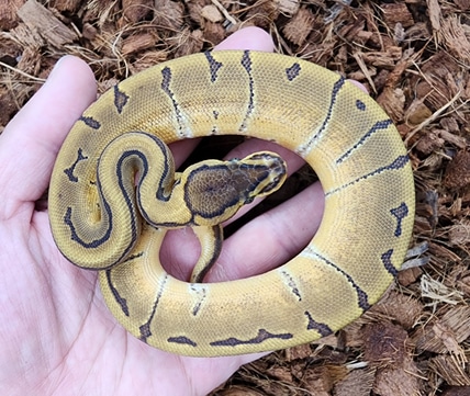 Black Pastel Redstripe Dg Clown Ball Python by Bobs Balls - MorphMarket