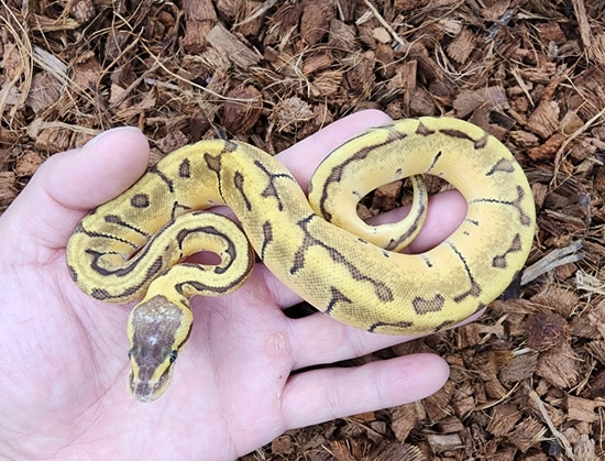 Od Lemonblast Enchi Ball Python by Bobs Balls