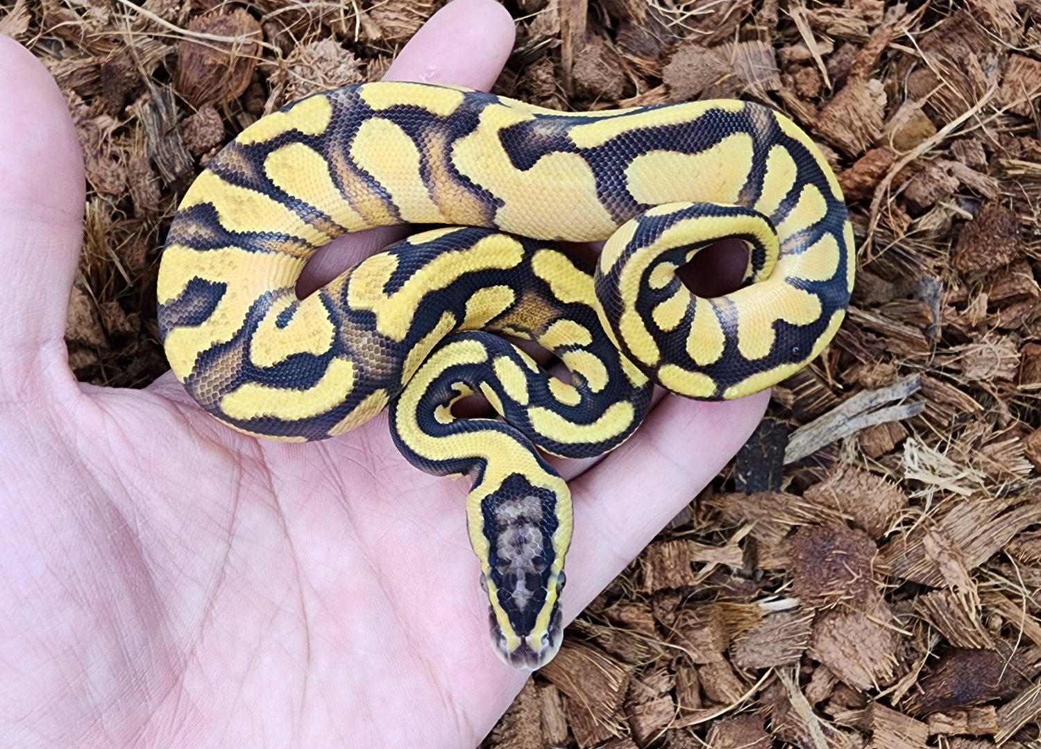 Pastel Od Enchi Yb Het Dg Het Cryptic Ball Python by Bobs Balls ...