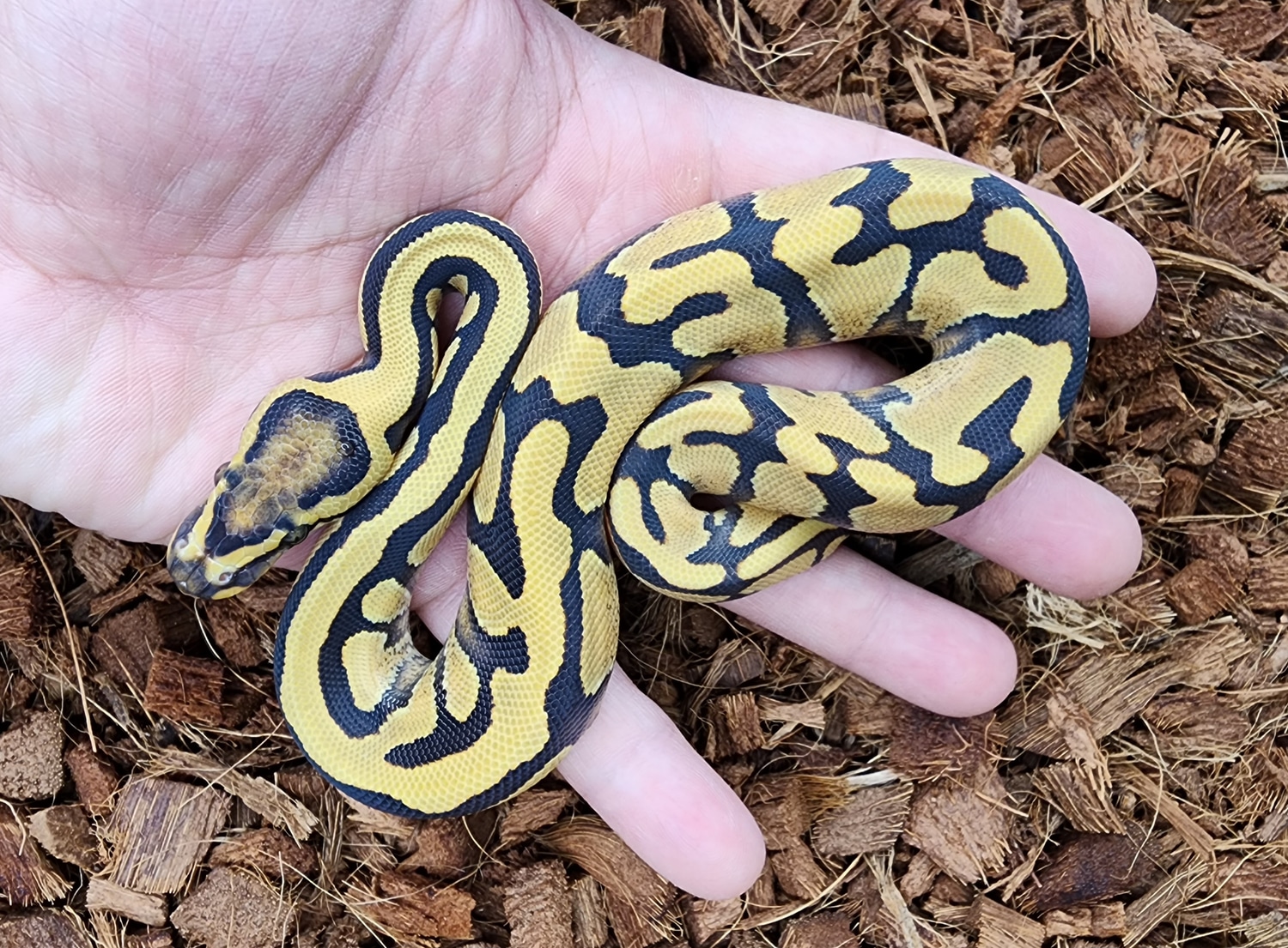 Enchi Yb Dg Ball Python by Bobs Balls - MorphMarket