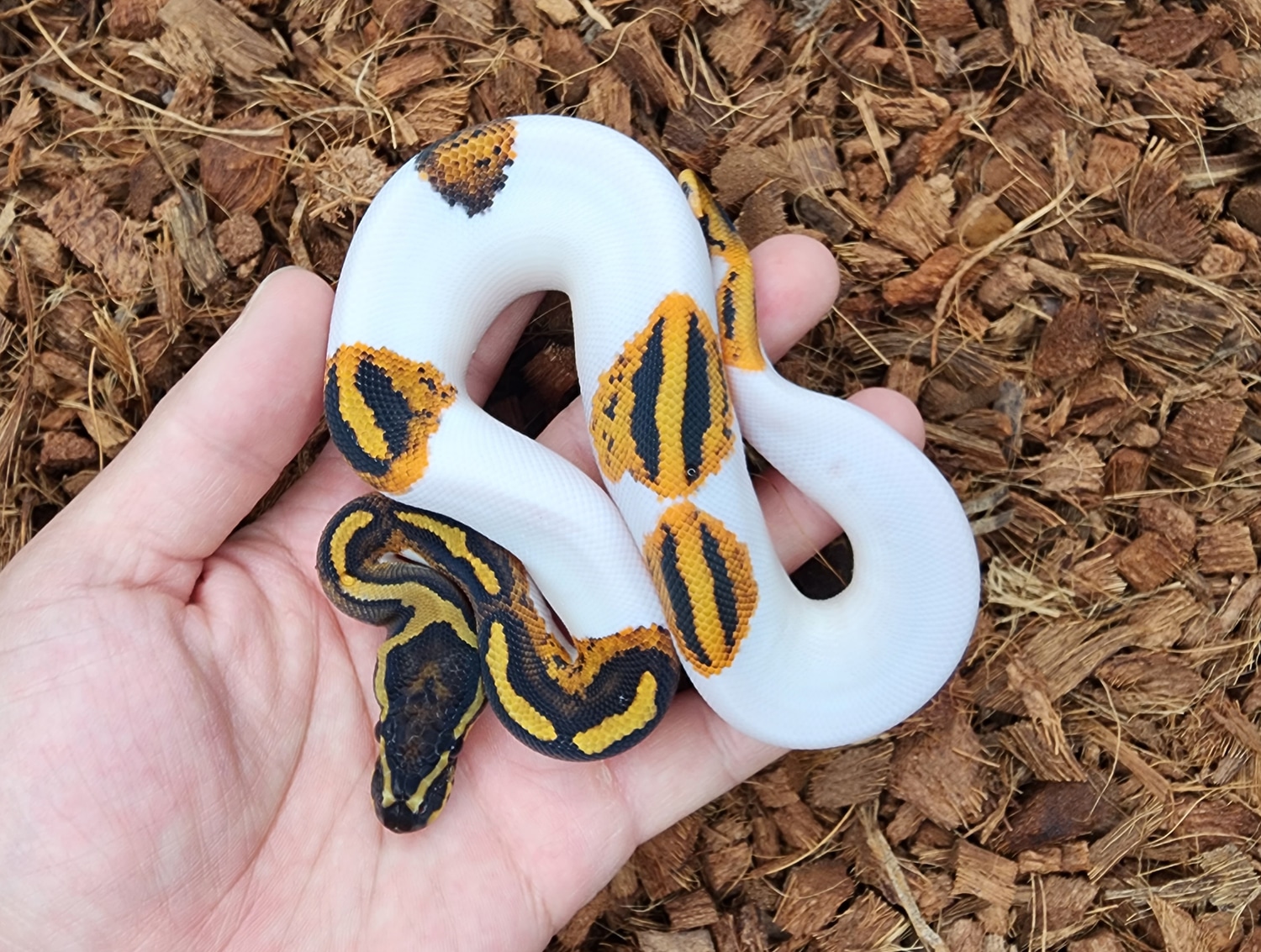 Yb Pied Ball Python by Bobs Balls - MorphMarket