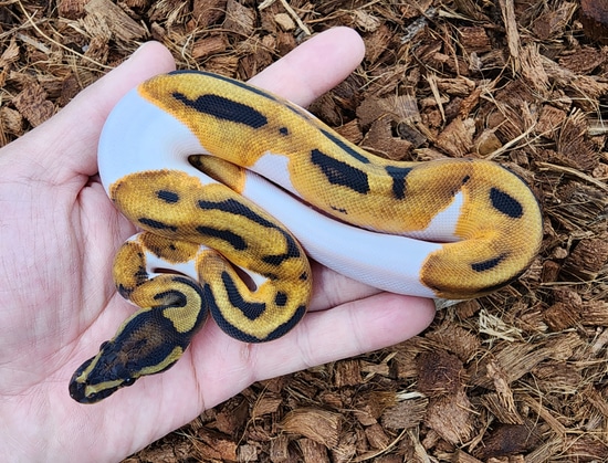 Od Pied Ball Python by Bobs Balls