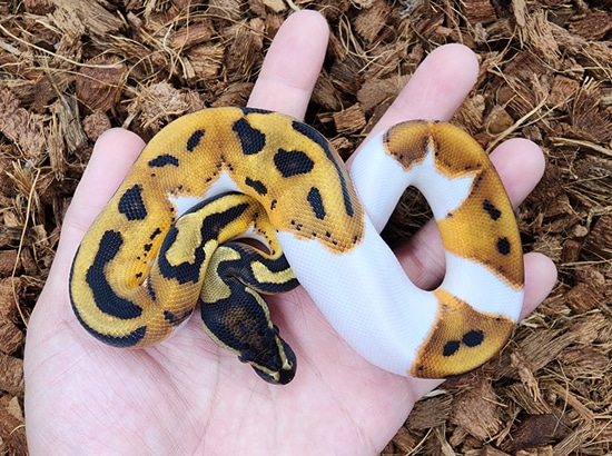 Od Pied Ball Python by Bobs Balls