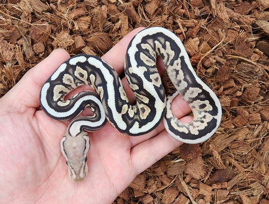 Spotnose Cinnamon Fire Yb Het Clown Het Vpi Axanthic Ball Python by ...