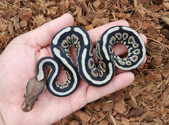 Spotnose Cinnamon Yb Het Clown Het Vpi Axanthic Ball Python by Bobs Balls