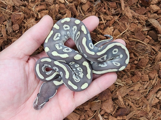 Super Phantom Ball Python by Bobs Balls