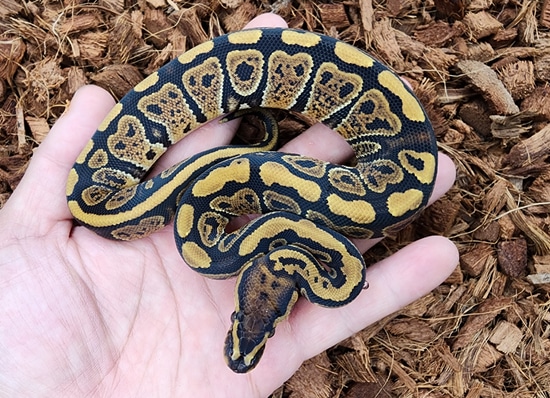 Vudoo Ball Python by Bobs Balls