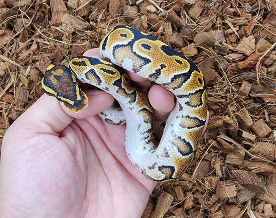 Special Lace Het Clown Ball Python by Bobs Balls