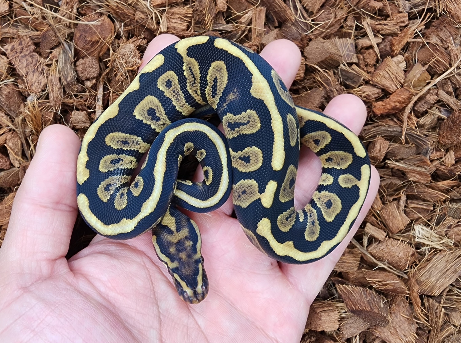 Chocolate Spotnose Dh Dg Hypo Ball Python by Bobs Balls - MorphMarket