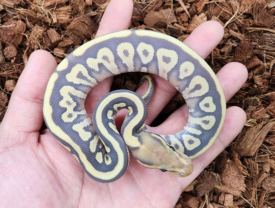 Spotnose Mojave Dg Hypo Ball Python by Bobs Balls