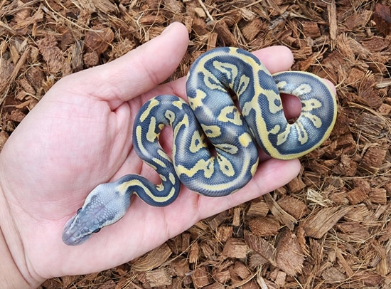 Pastel Leopard Chocolate Hypo Het Dg Ball Python by Bobs Balls