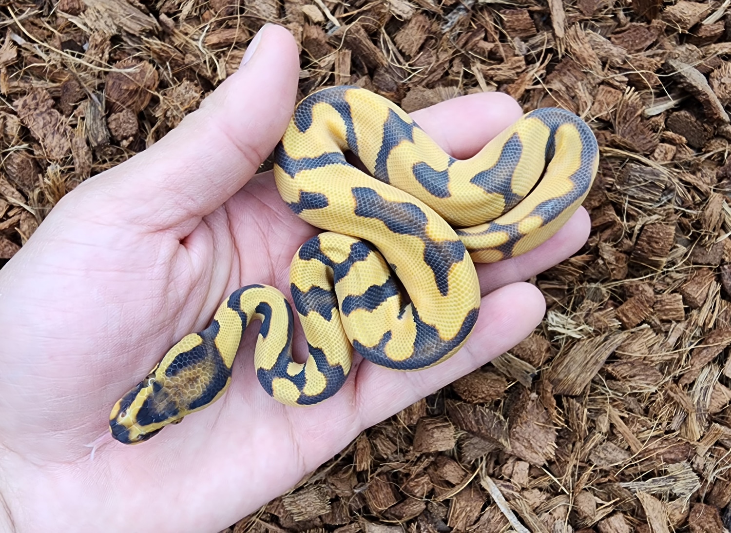 Od Enchi Yb Dg Het Pied Ball Python by Bobs Balls - MorphMarket